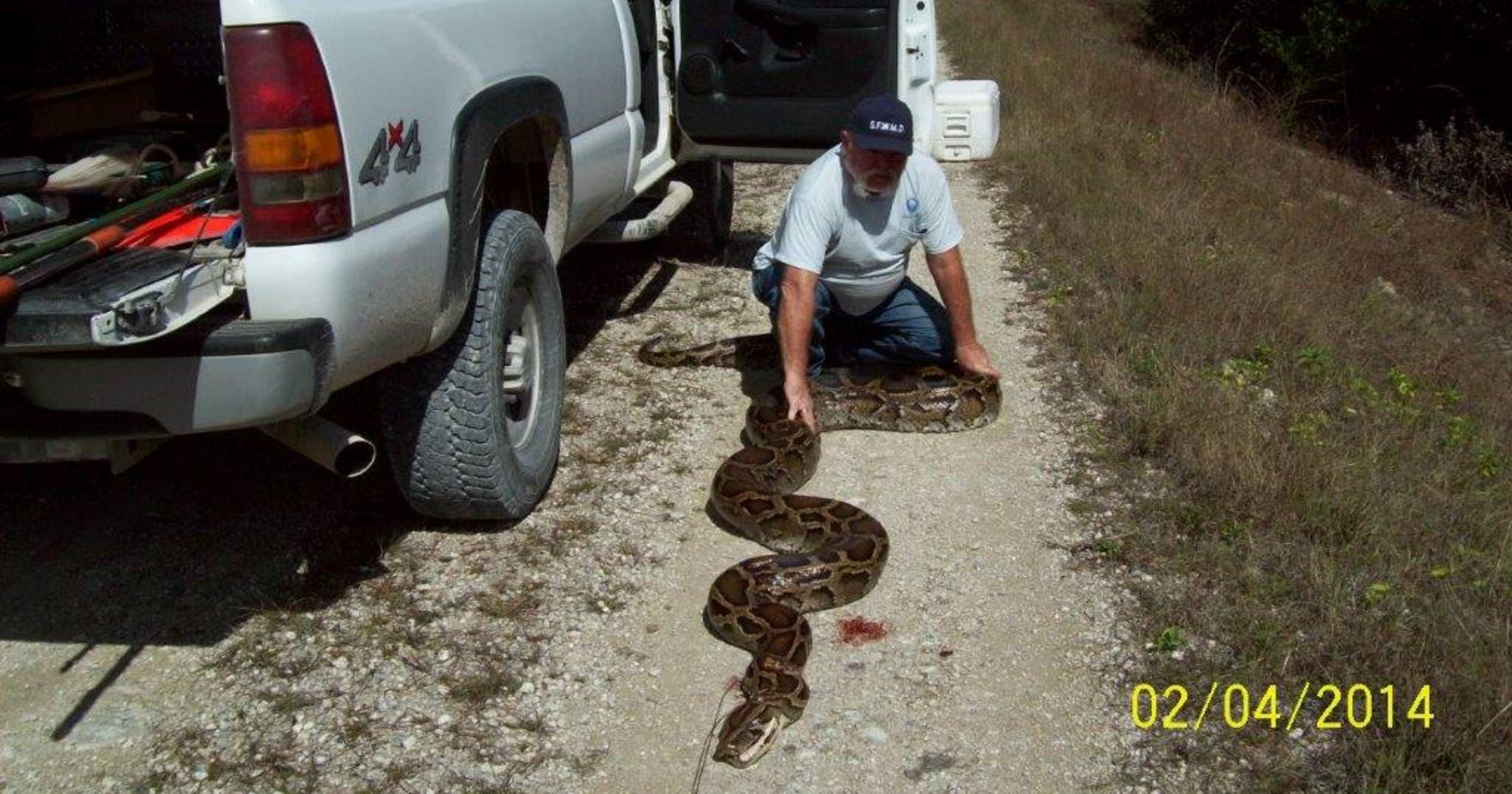 Burmese python killed in Florida Everglades