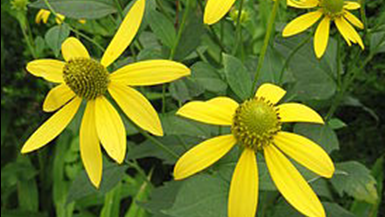 Cherokee may gain right to harvest sochan from Great Smokies