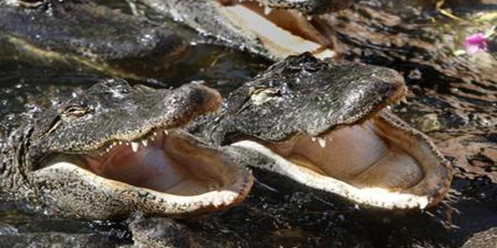 Living in danger: Florida's most fearsome creatures