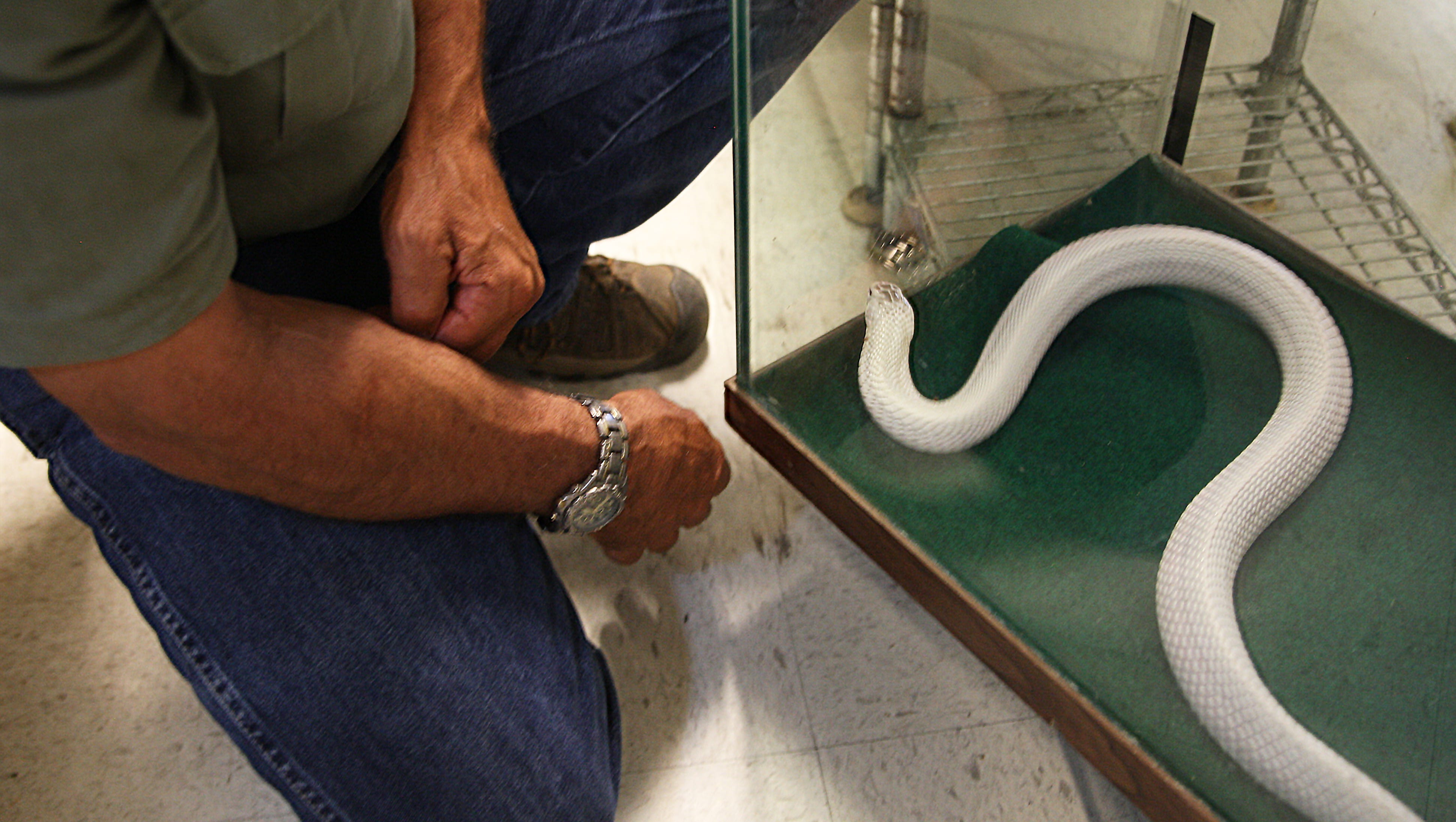 Meet Lucy: A leucistic cobra at the Monterey Zoo