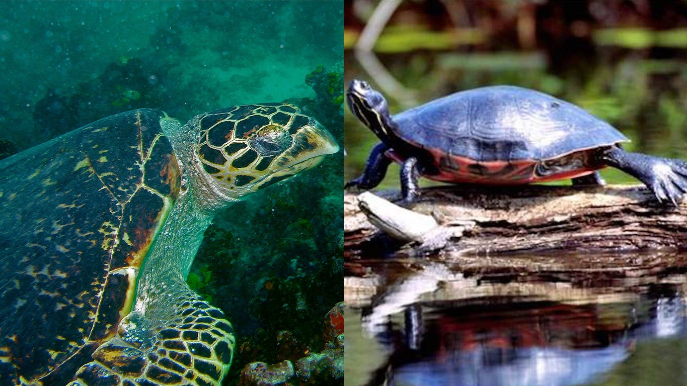 Endangered species: the most threatened animal species in each state