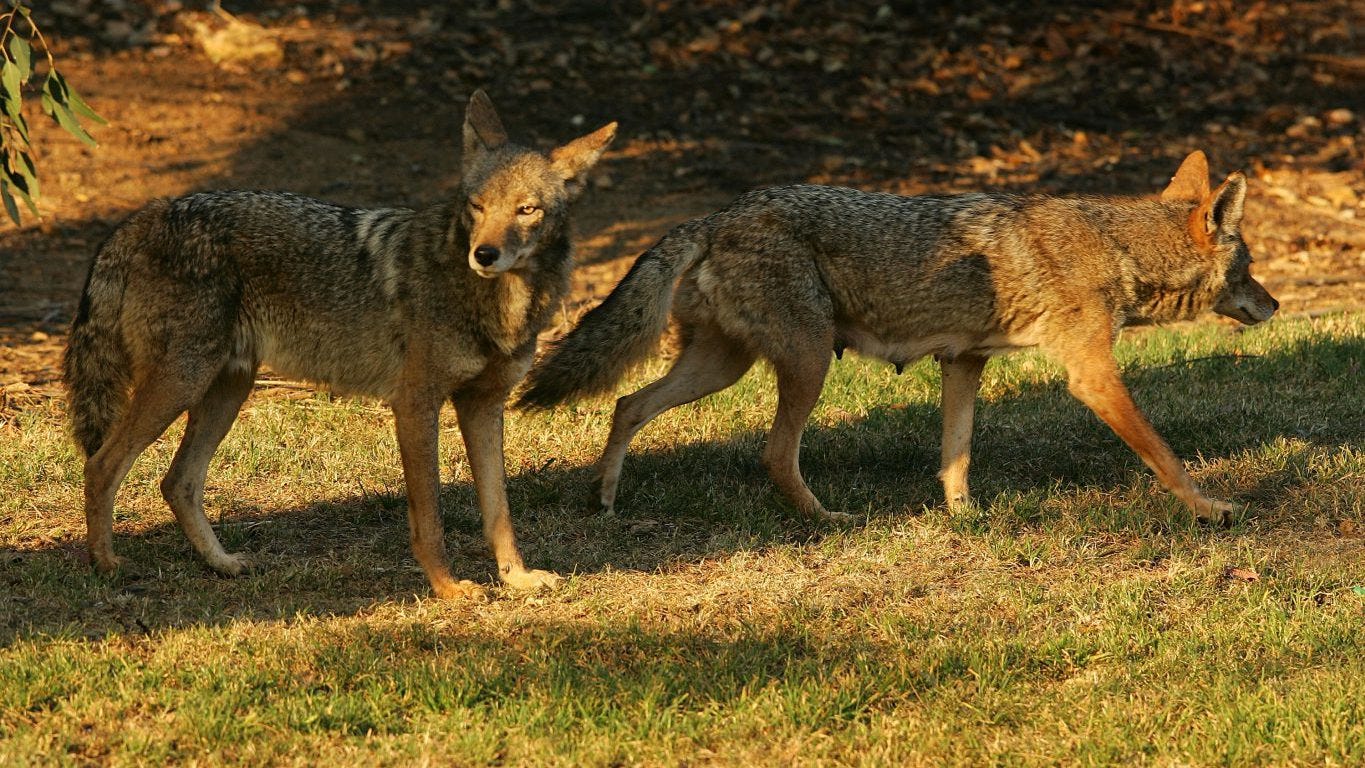 Are coyotes dangerous to humans? Here's how to keep your family safe.