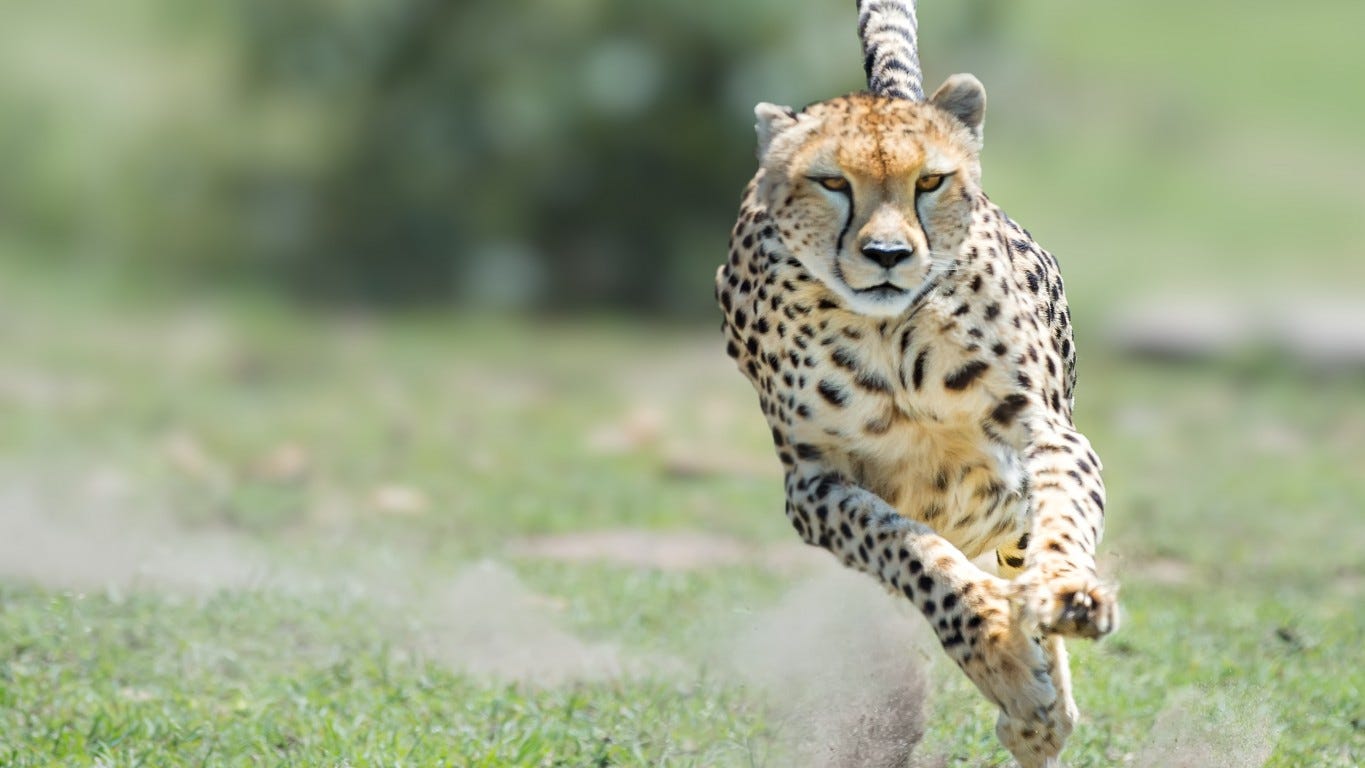 What is the fastest animal in the world? Cheetah, pronghorn, ranked.