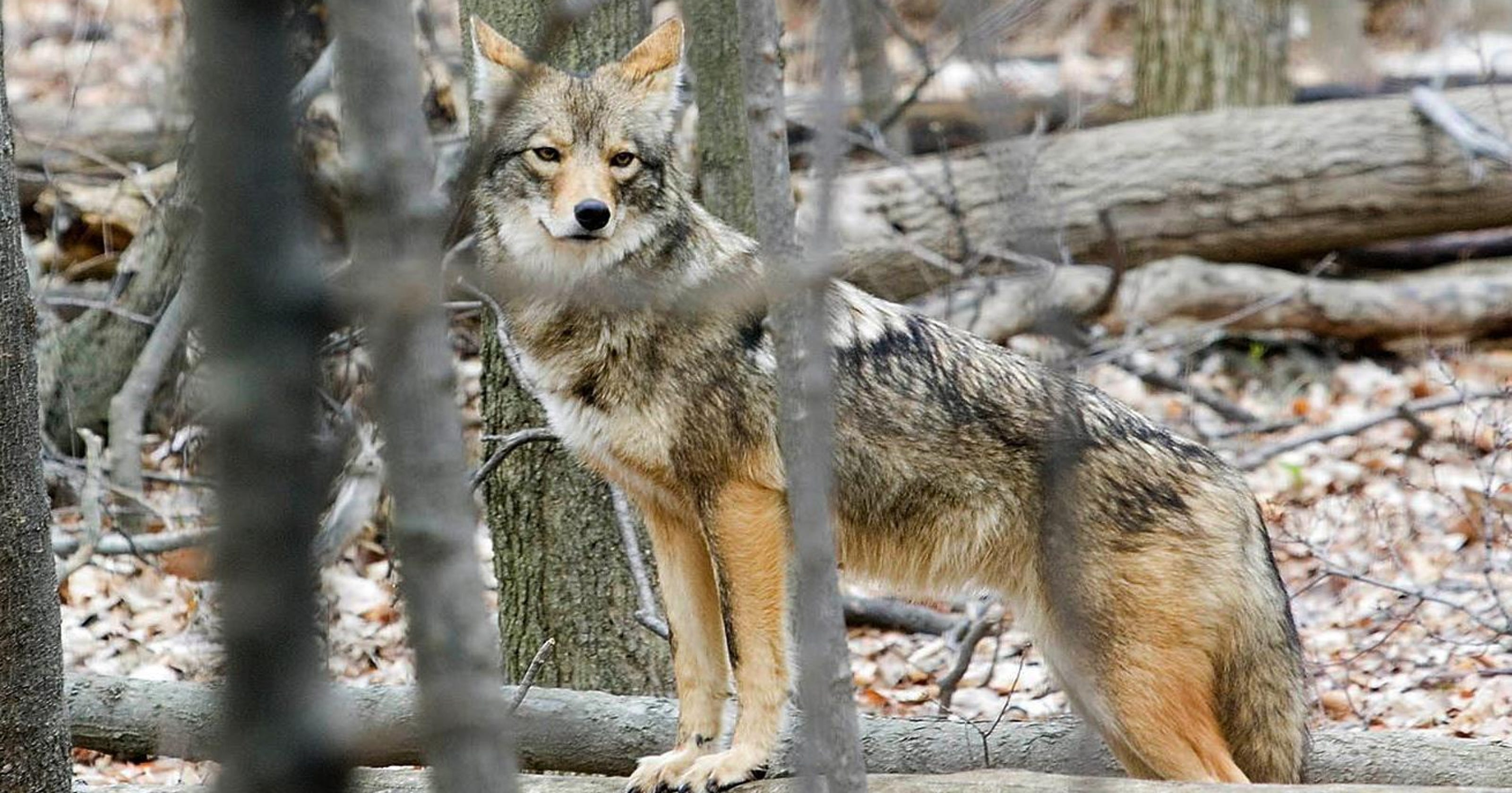 As weather warms, coyote sightings more common in Michigan