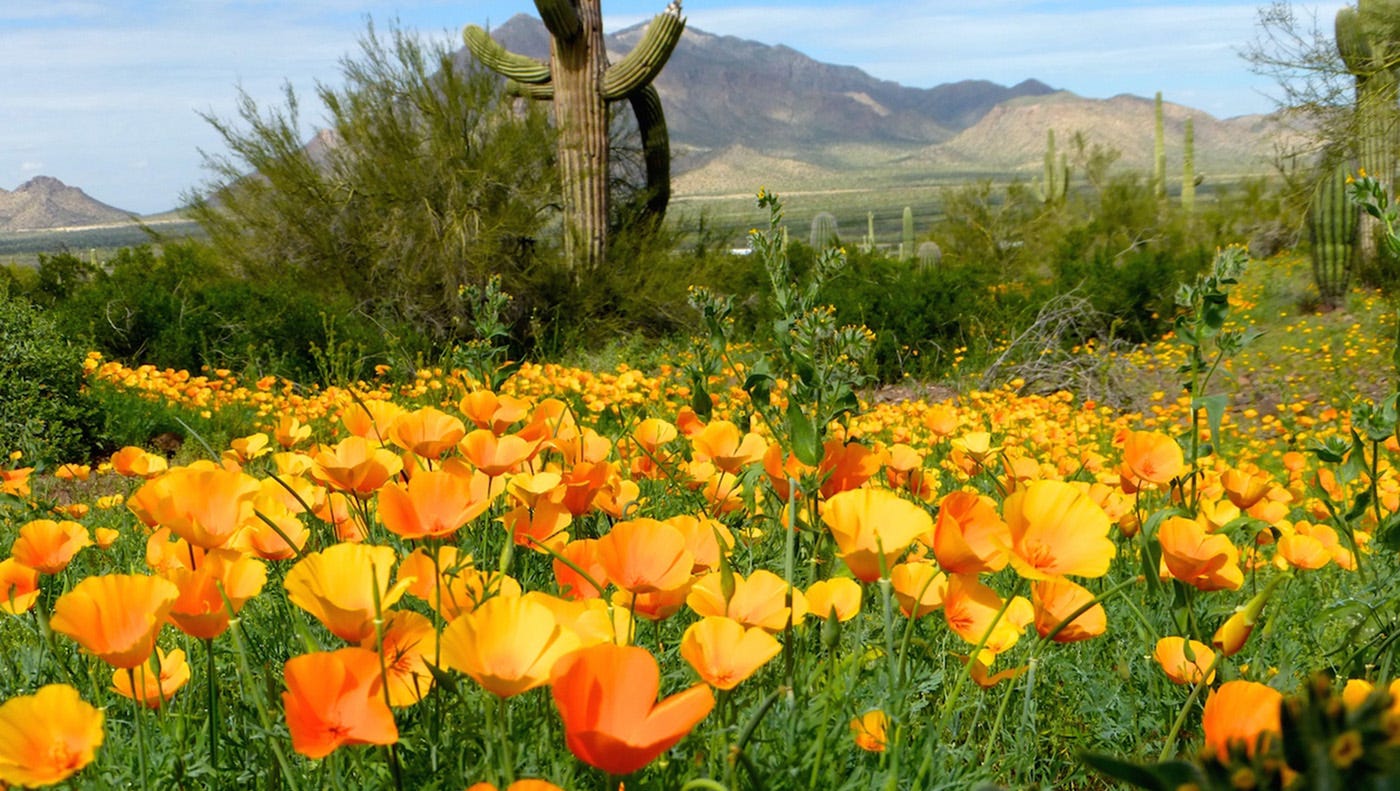 Arizona wildflower forecast: Here's why 2019 should be a showy year