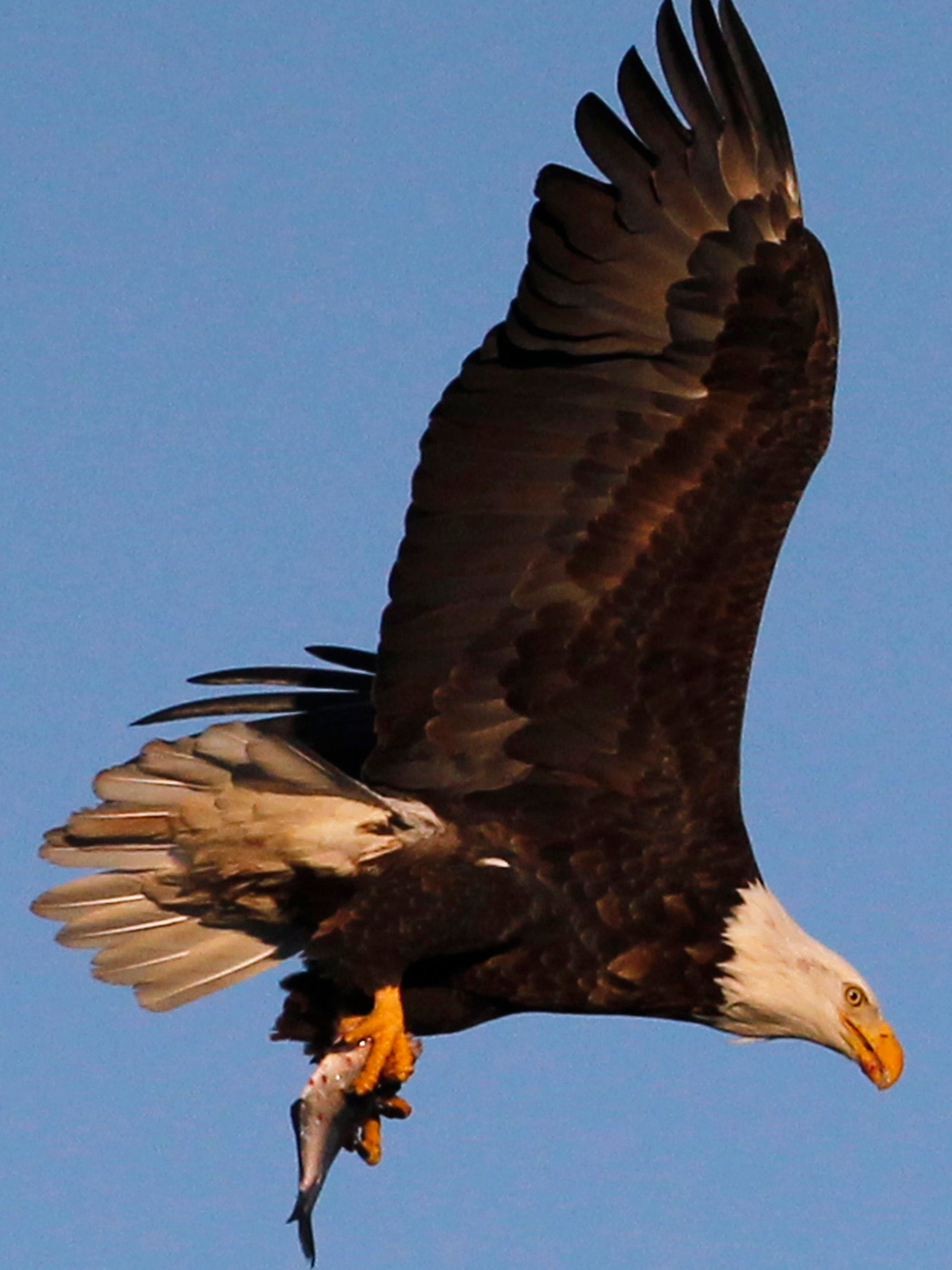 Our national symbol, the bald eagle, is a soaring conservation success