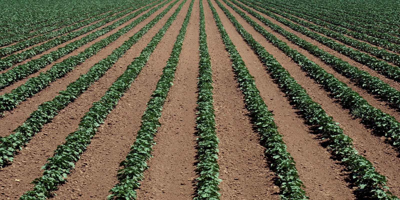 Agriculture still Alabama's most important industry