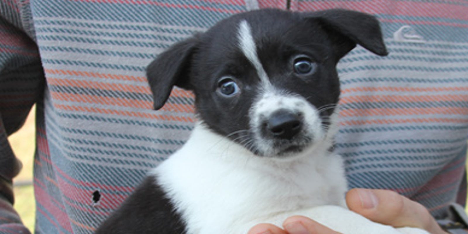 Dogs saved by Harrison animal rescue up for adoption