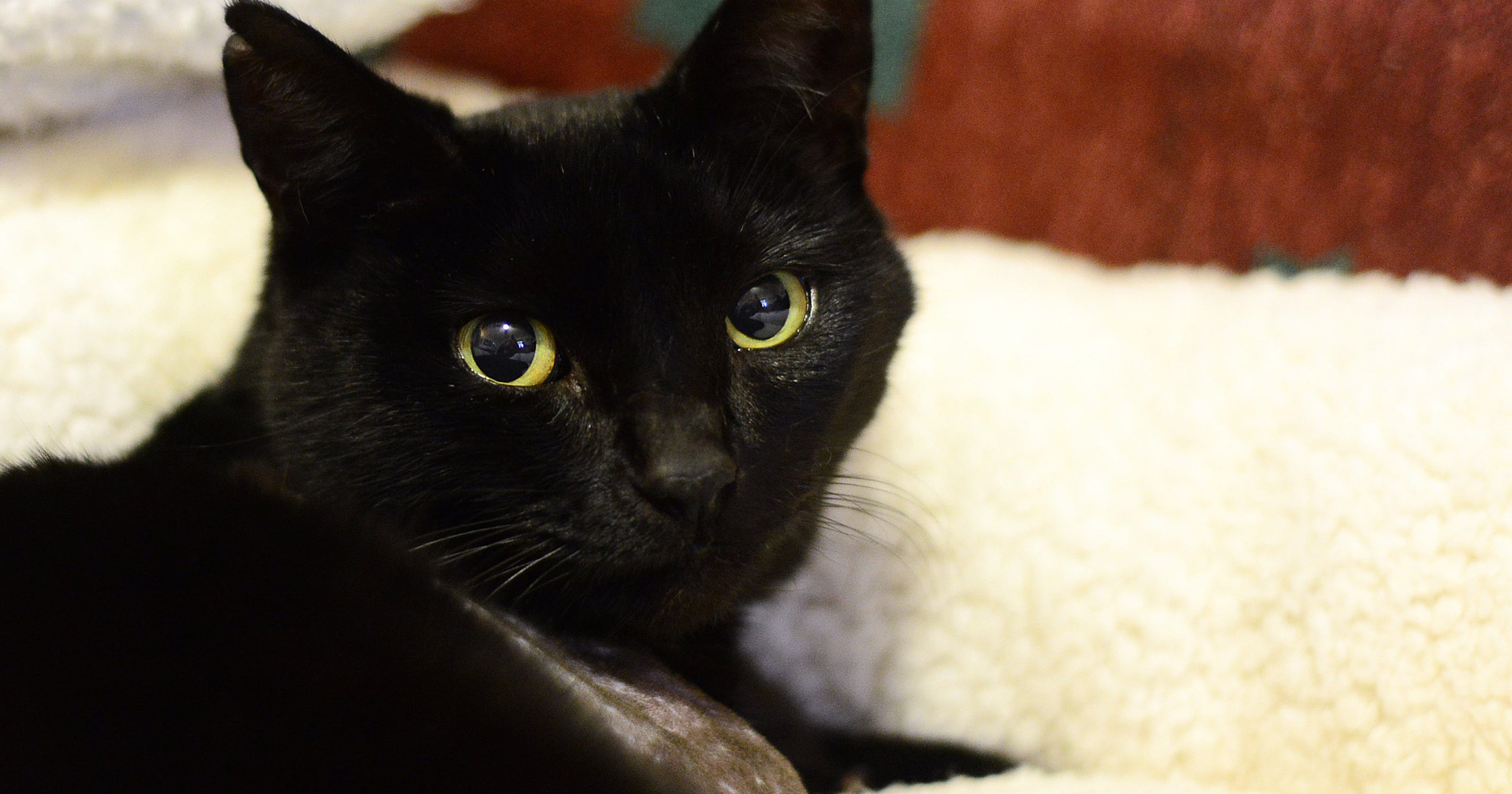 Neighborhood cat is shot, requires front leg amputation