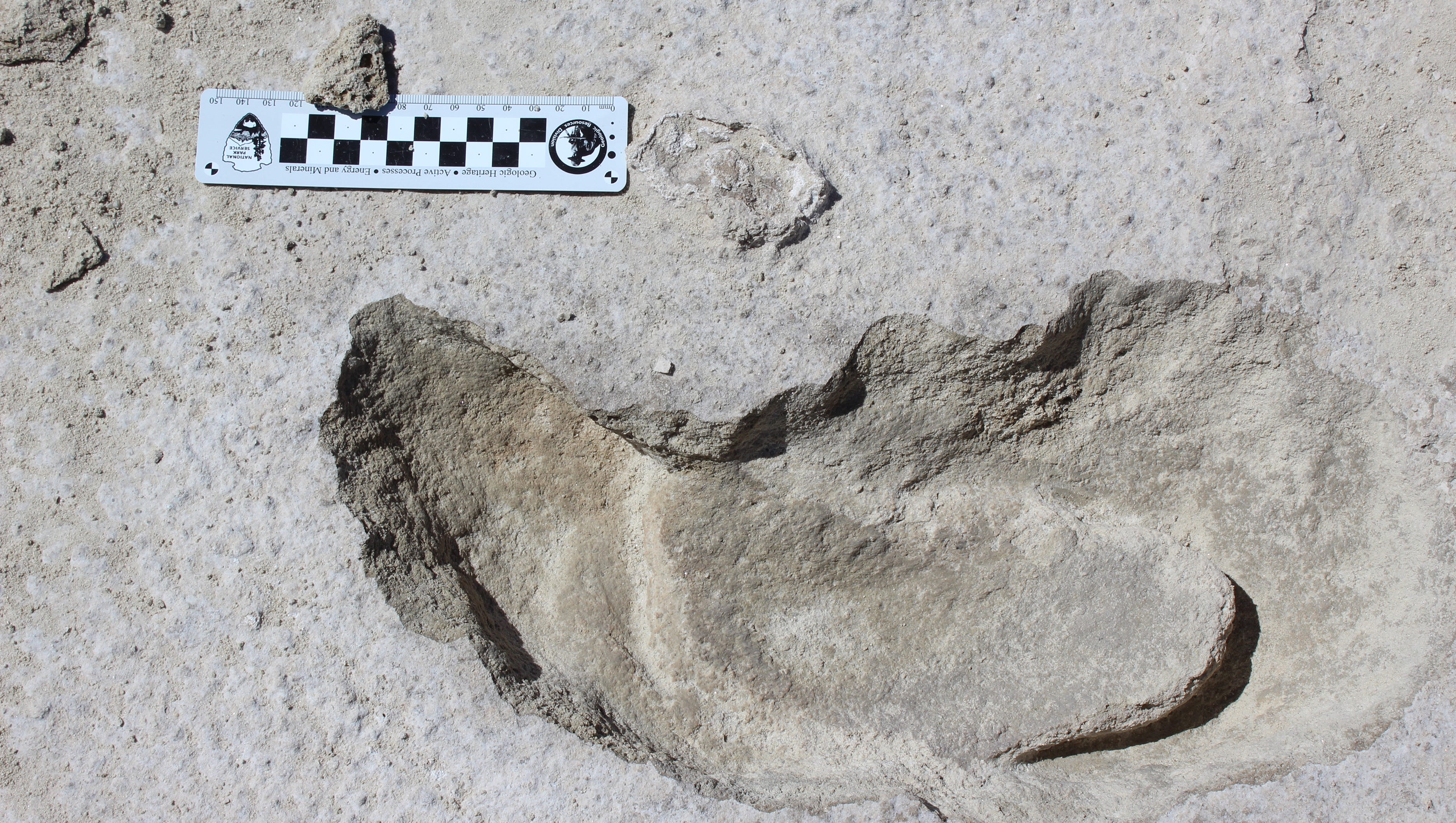 Giant ground sloths hunted by ancient humans more than 11,700 years ago