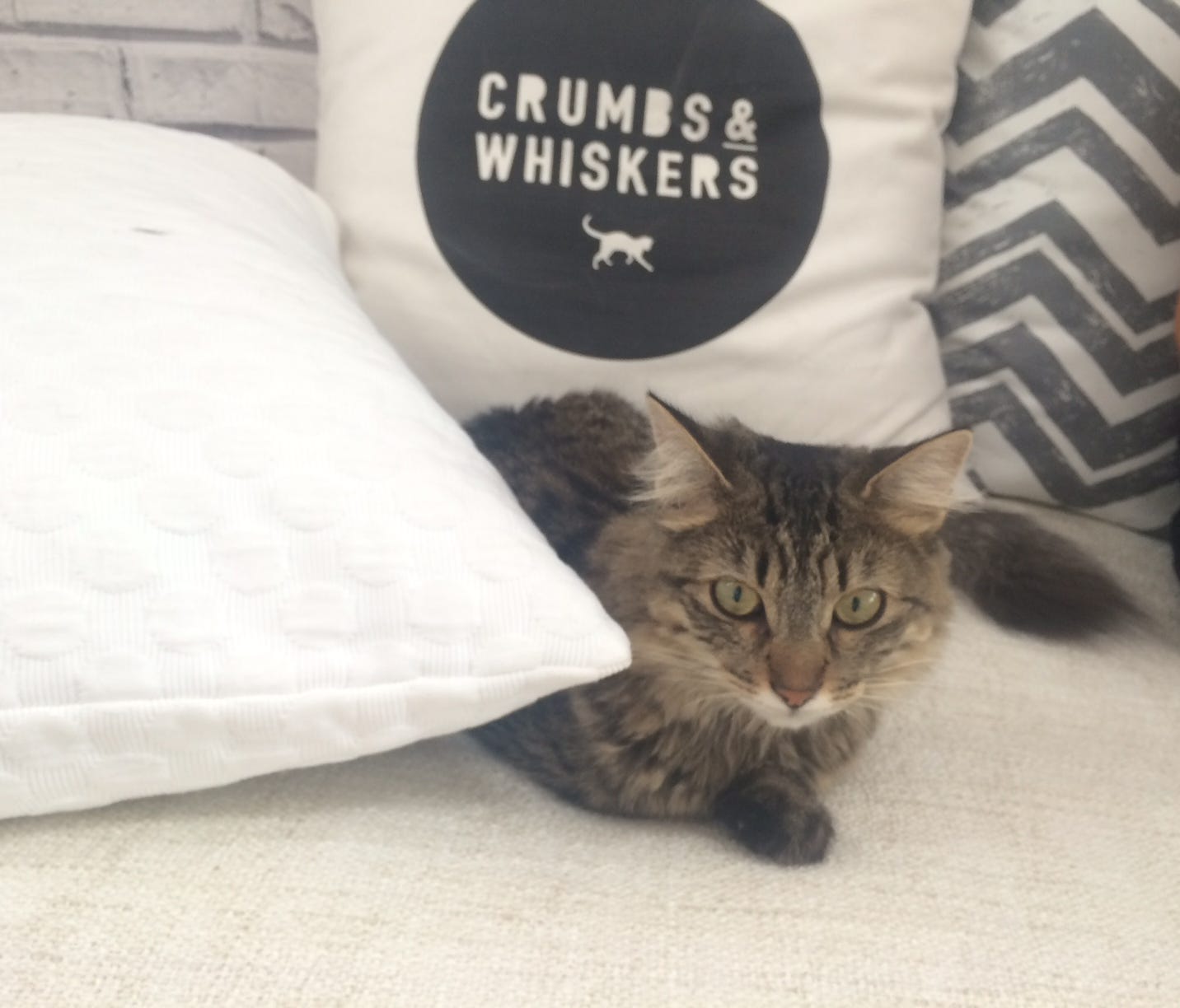 D.C.'s first cat cafe opens in Georgetown | wusa9.com