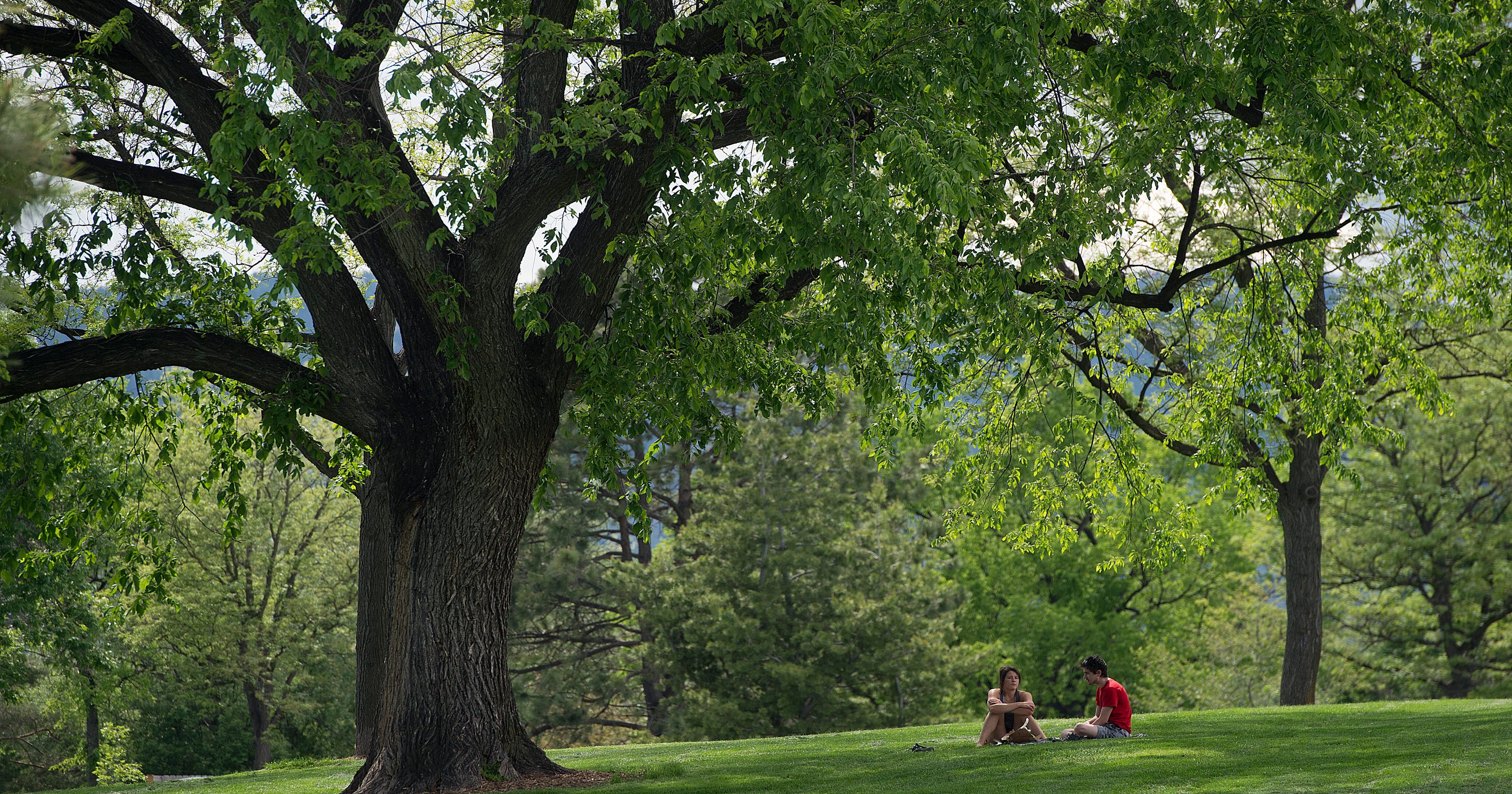 Fort Collins, Colorado selling 200 trees for $25 each