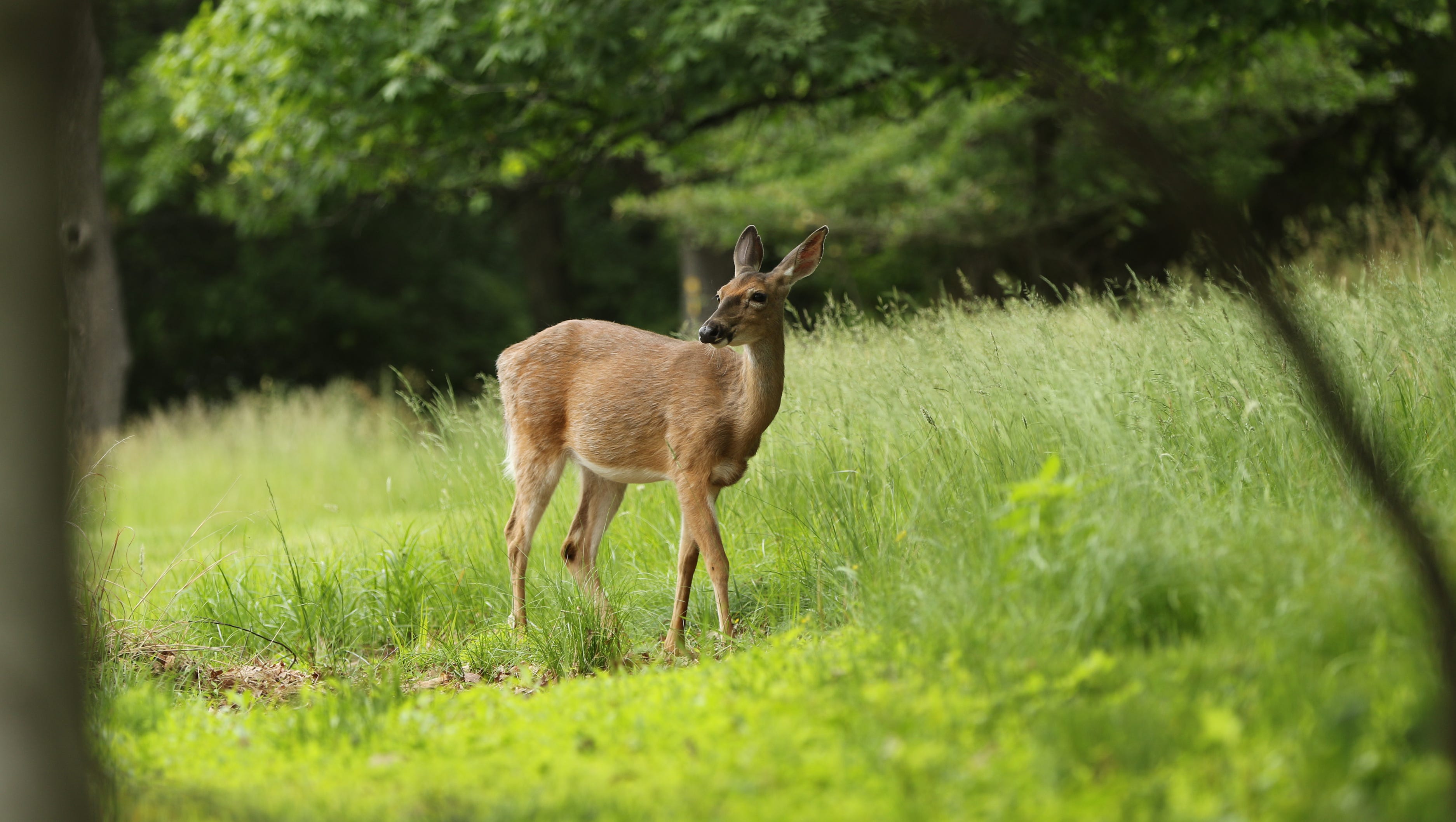 Deer have a rightful place in ecosystem