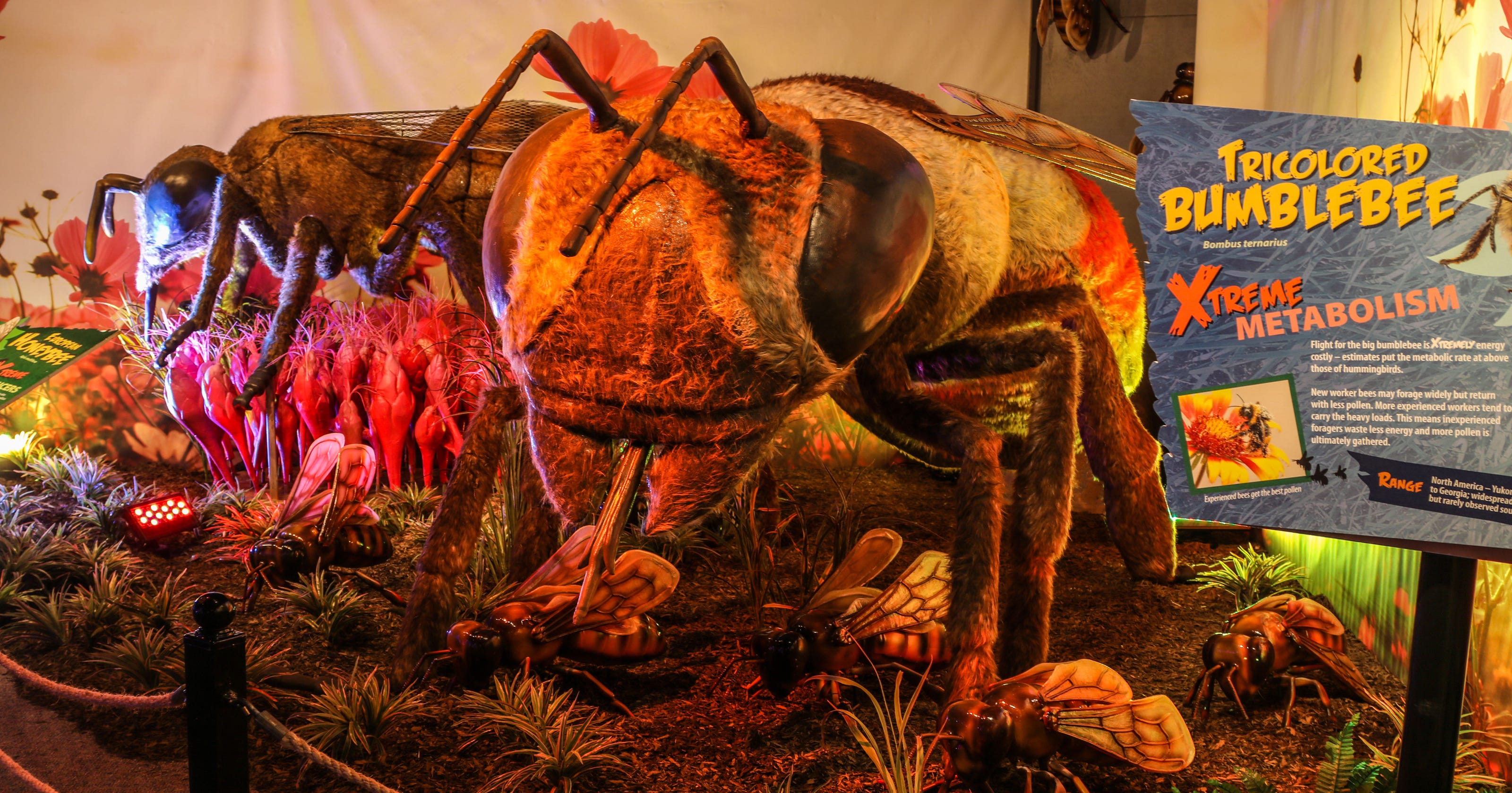 Face off with a giant bed bug? You can at Academy of Natural Sciences