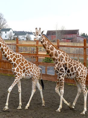 April the Giraffe's son Azizi going to Texas zoo