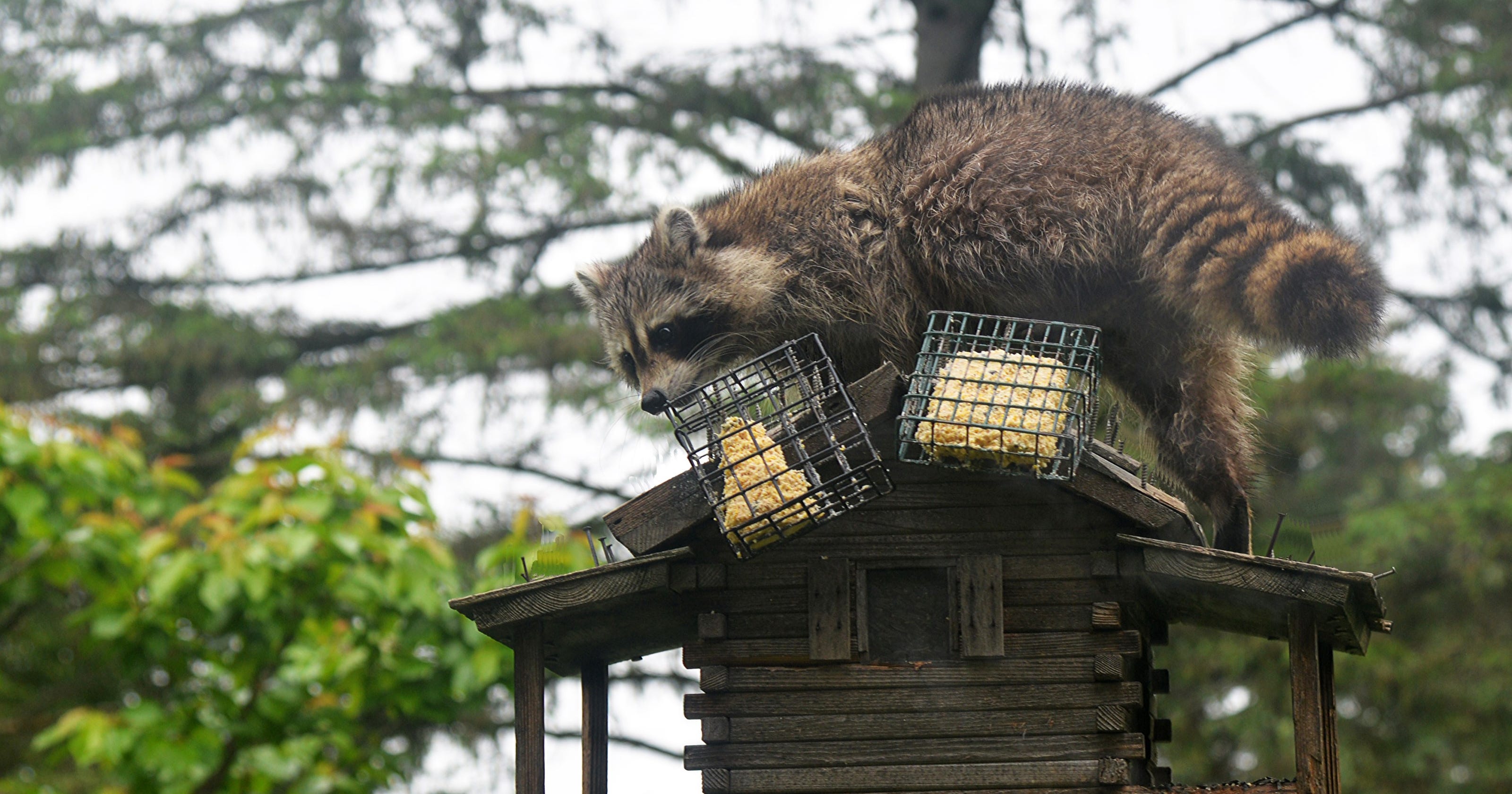 Raccoon visitor shows rascally side