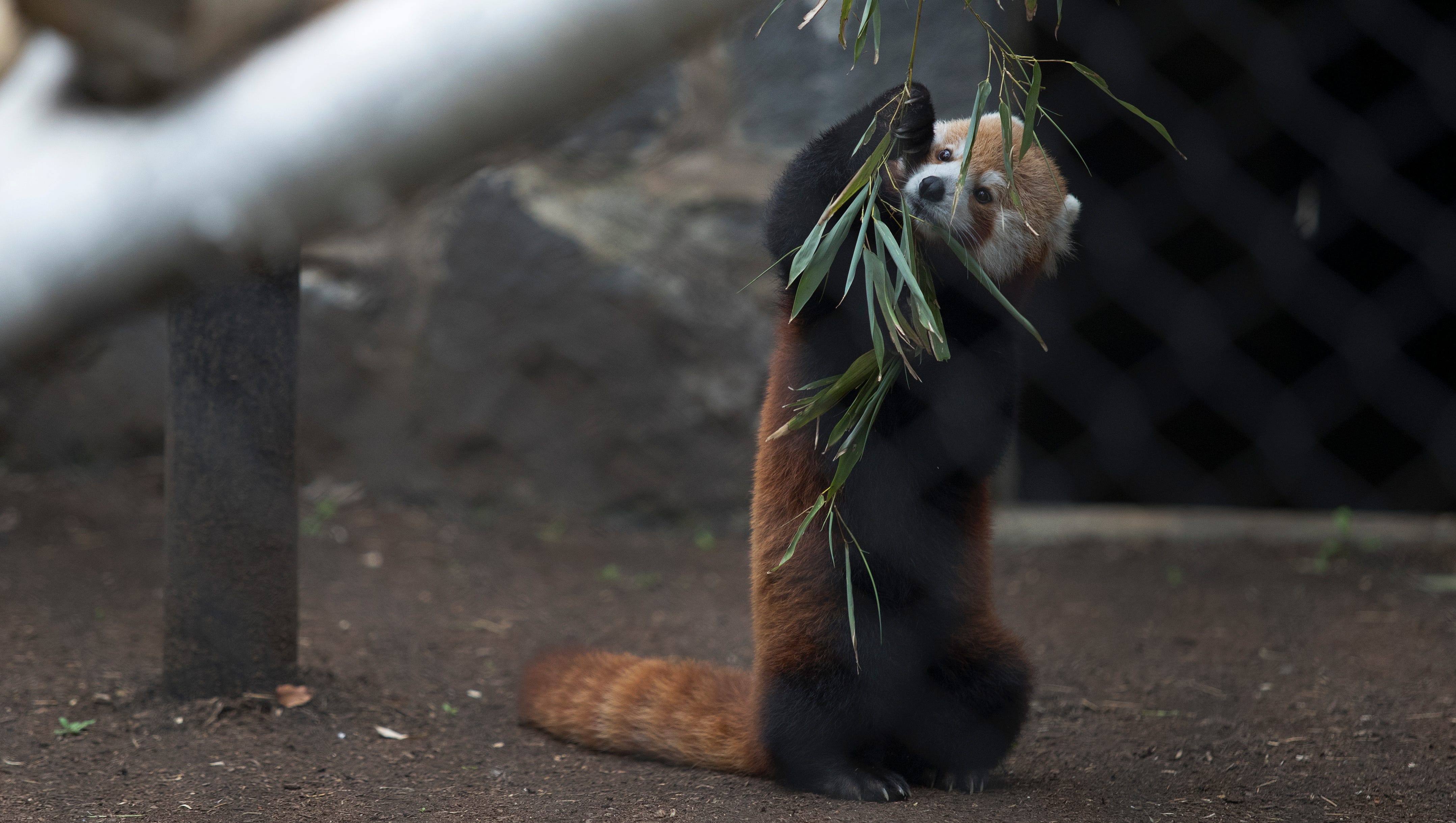 Brandywine Zoo welcomes two new red pandas