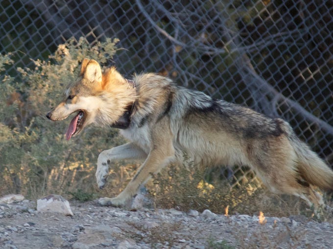 Endangered Mexican wolf population increases in Arizona and New Mexico