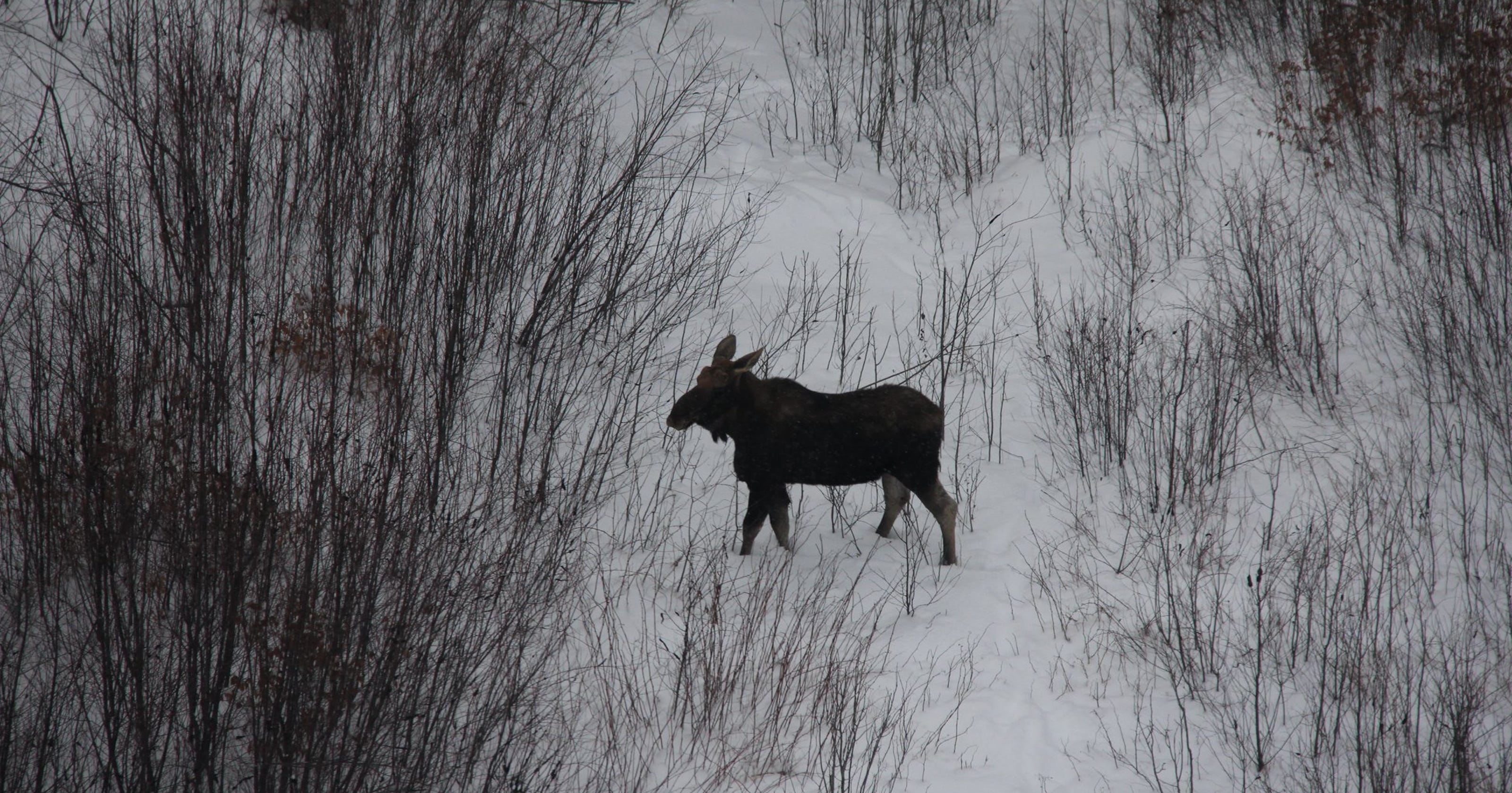 Moose in the Adirondacks: Incredible aerial video, photos