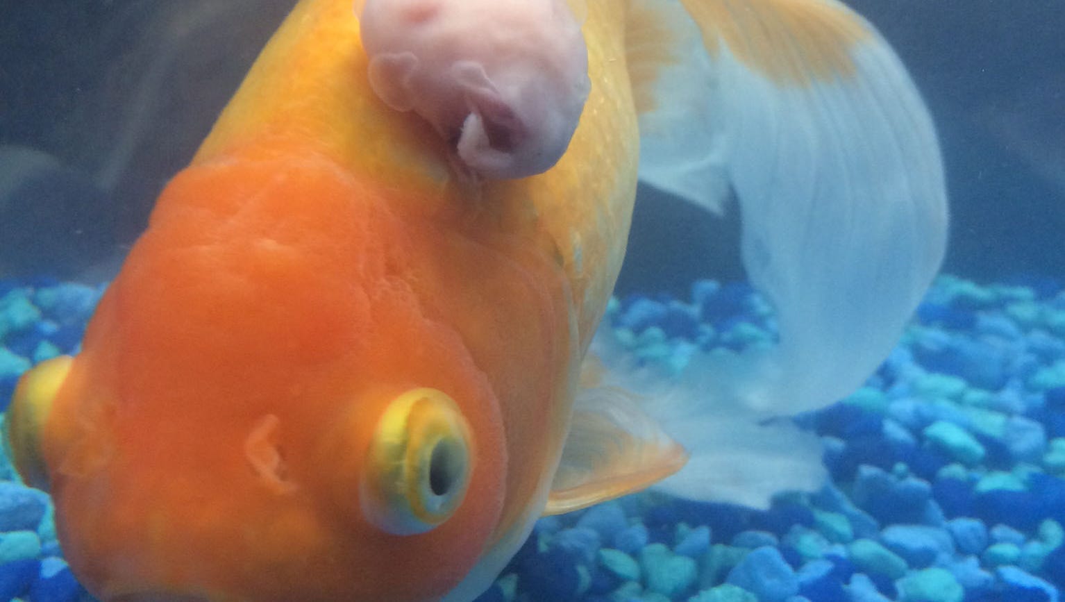 How far did a family go for a goldfish?