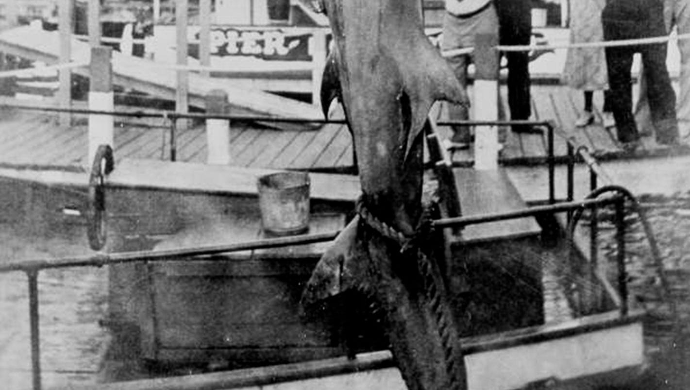 The search for Old Hitler, Florida's legendary hammerhead shark