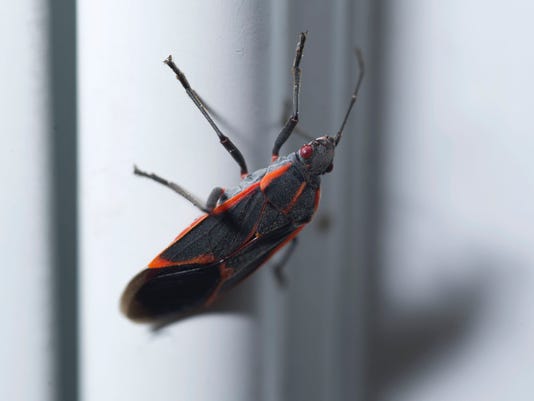 Asian lady beetles, stink bugs and boxelder beetles begin their arrival