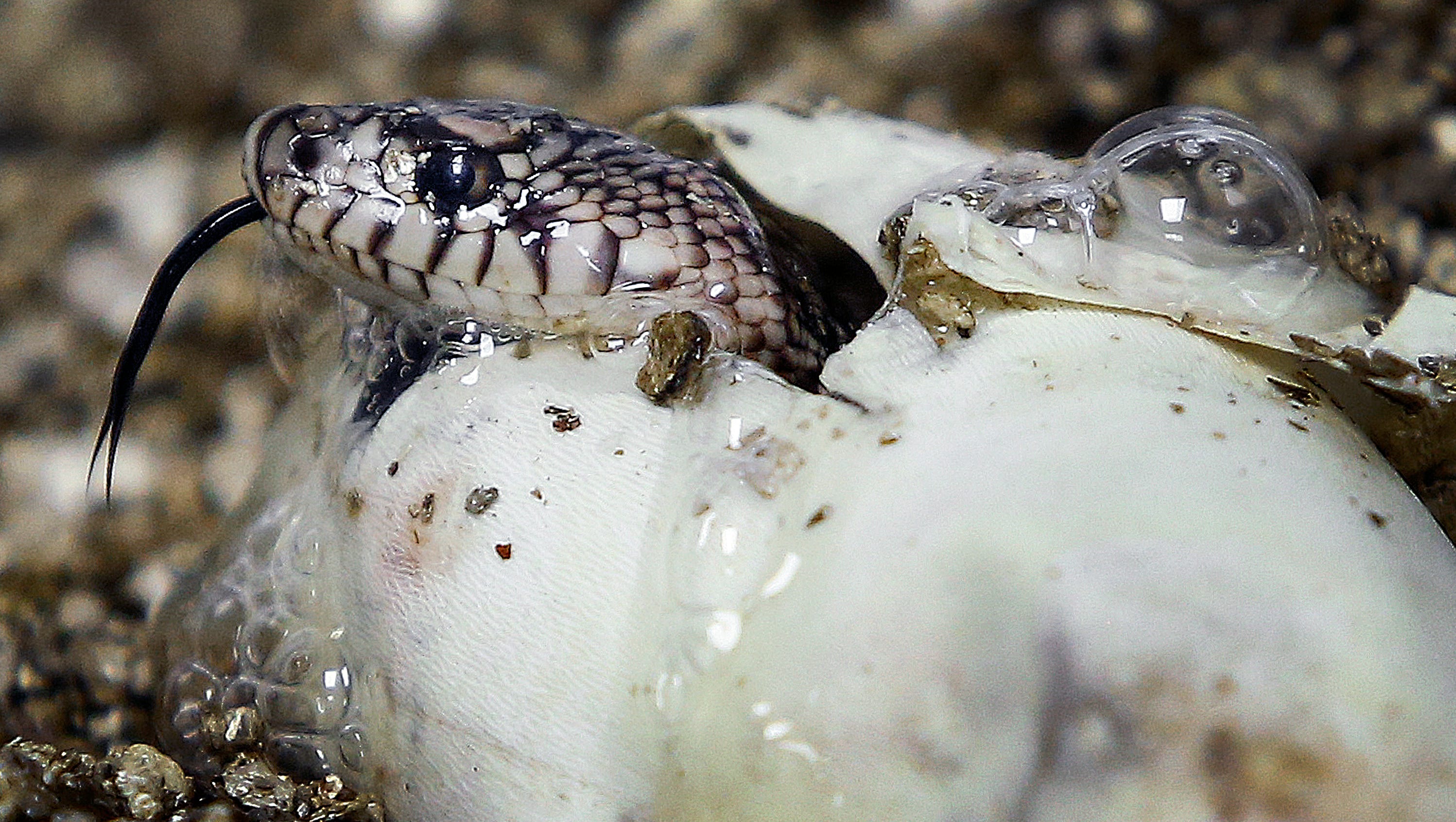 Rarest snake in North America hatching at Memphis Zoo