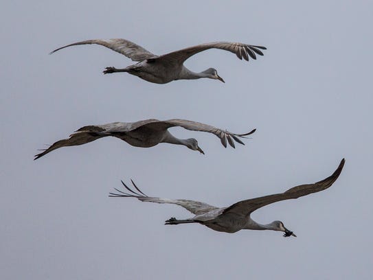 Sandhill crane migration in Kentucky offers amazing sights and photos