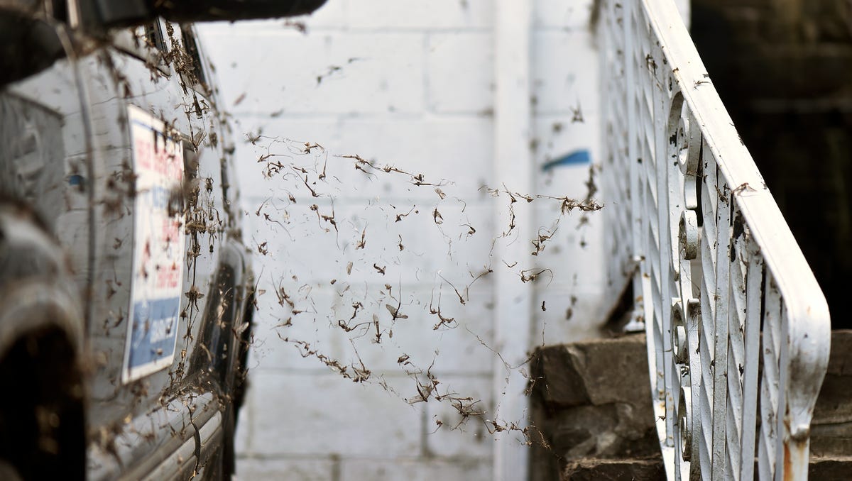 Photos: Mayflies swarming Susquehanna River area over the years