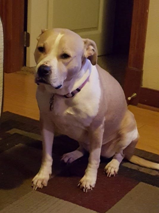 After two years of confinement, Pinky the dog deserves freedom