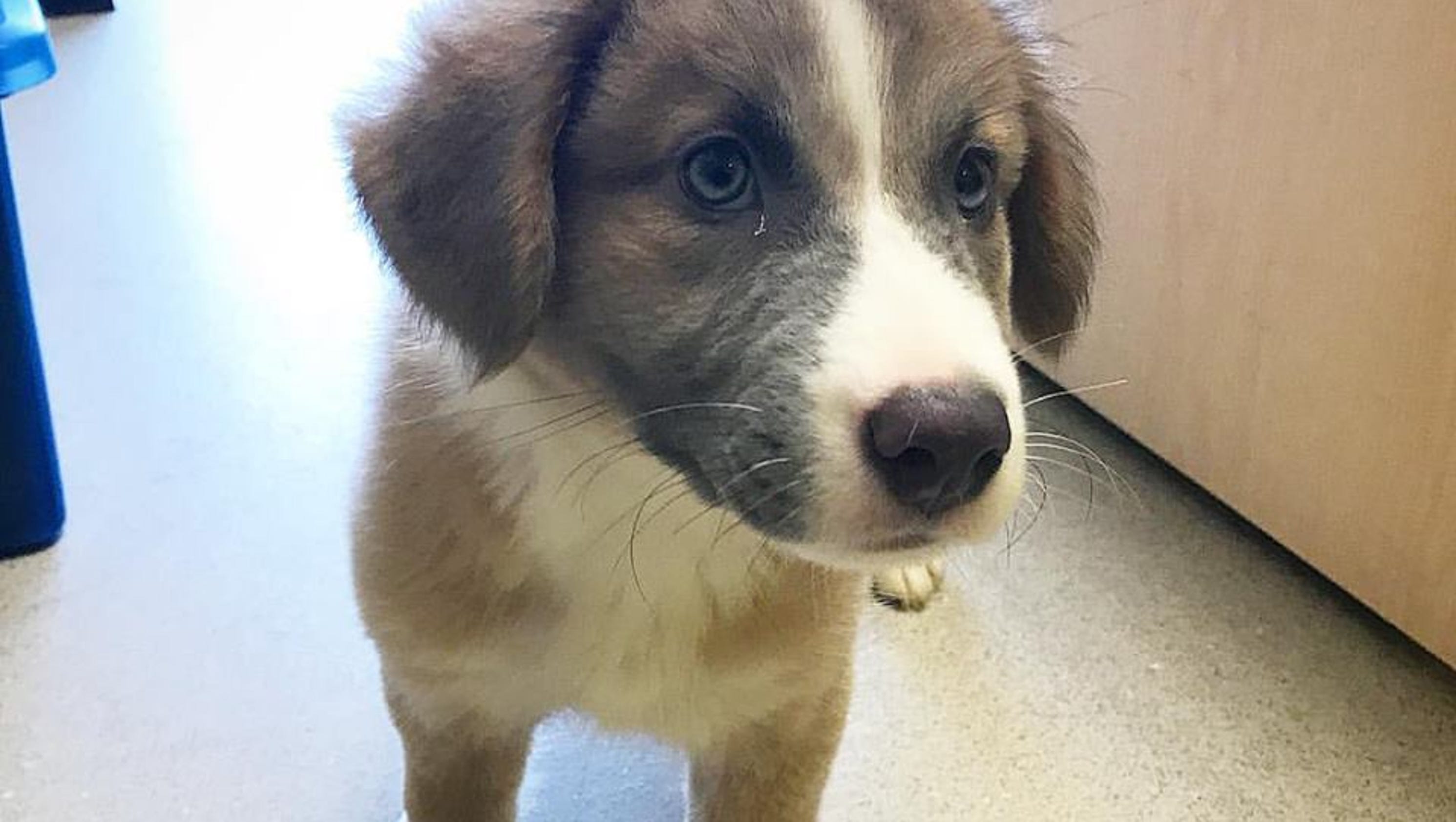 This adorable Great Pyrenees/Australian Shepherd mix in Nashville needs ...