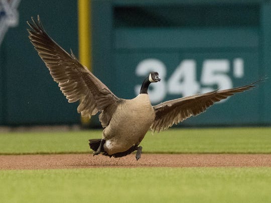 Detroit Tigers Rally Goose doing better after Wednesday's crash
