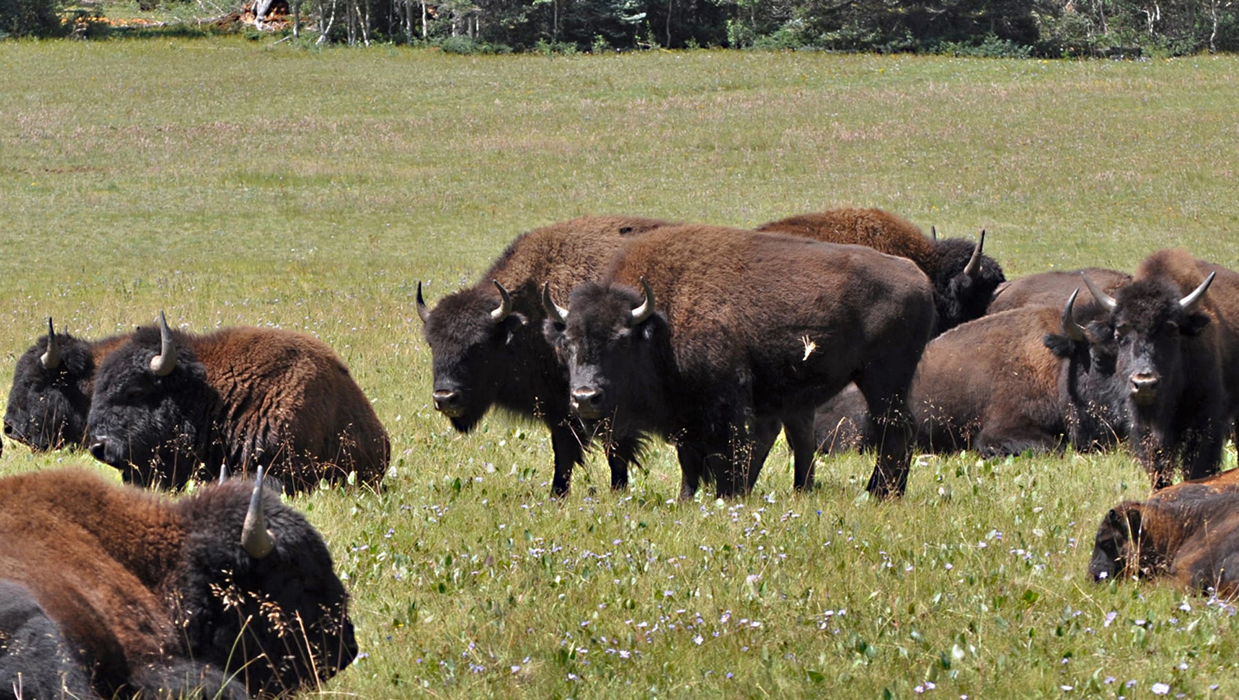 Bison in Arizona? The story behind Grand Canyon National Park's bison bind