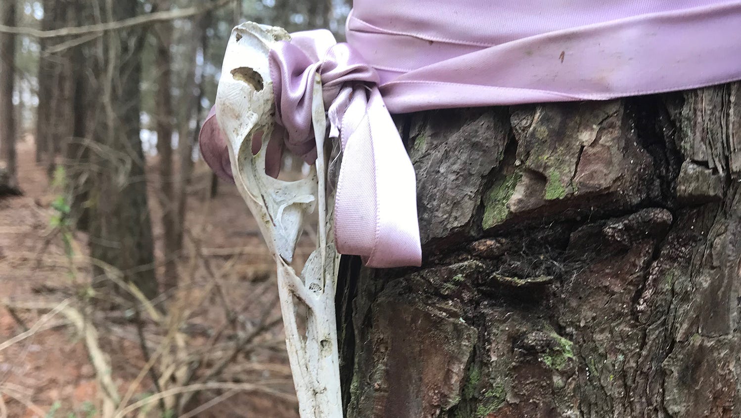 Natchez Trace Parkway: Creepy bones found hanging on trees