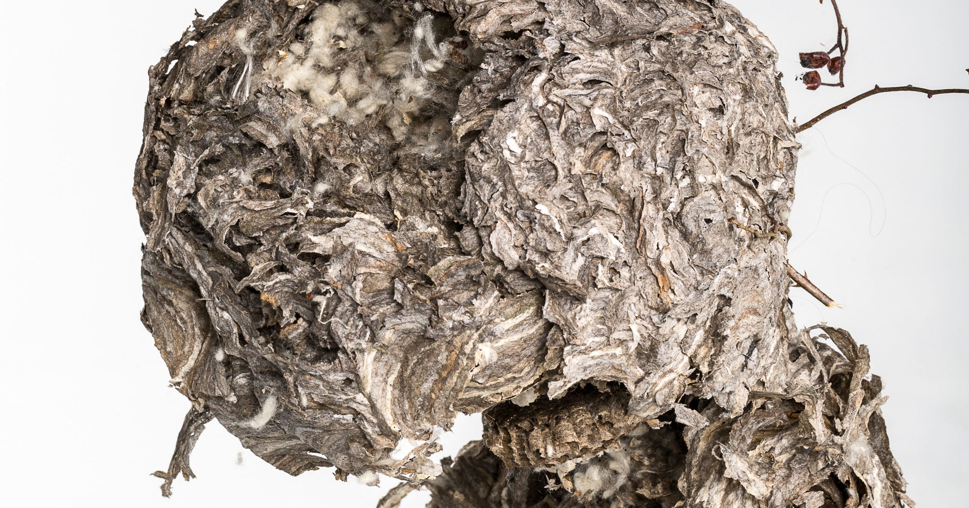 Lucky deer mice born in hornet nests