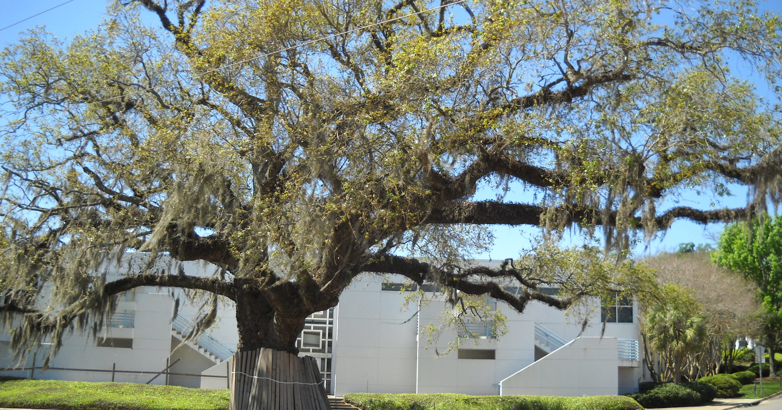 Hanging tree symbolizes past injustice | Gerald Ensley