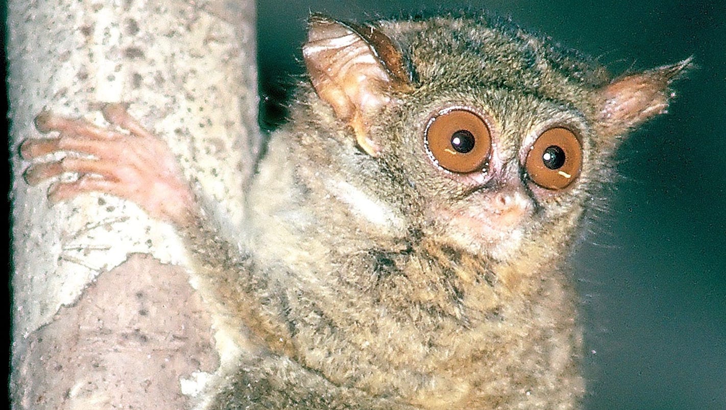 New species of tarsiers — which may have inspired Yoda — were ...