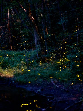 Synchronous fireflies in Tennessee Smokies canceled over coronavirus