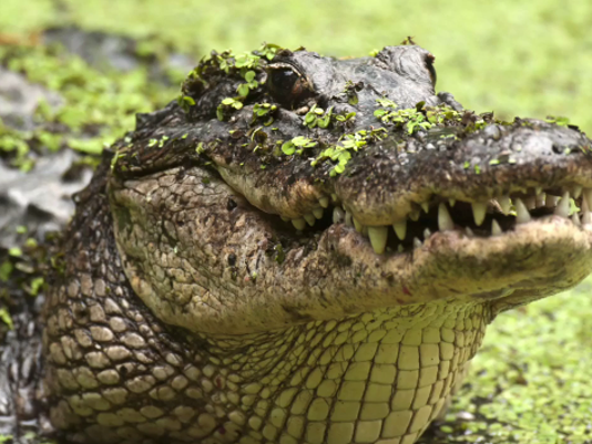 Vero golf ball diver survives gator attack | Videos
