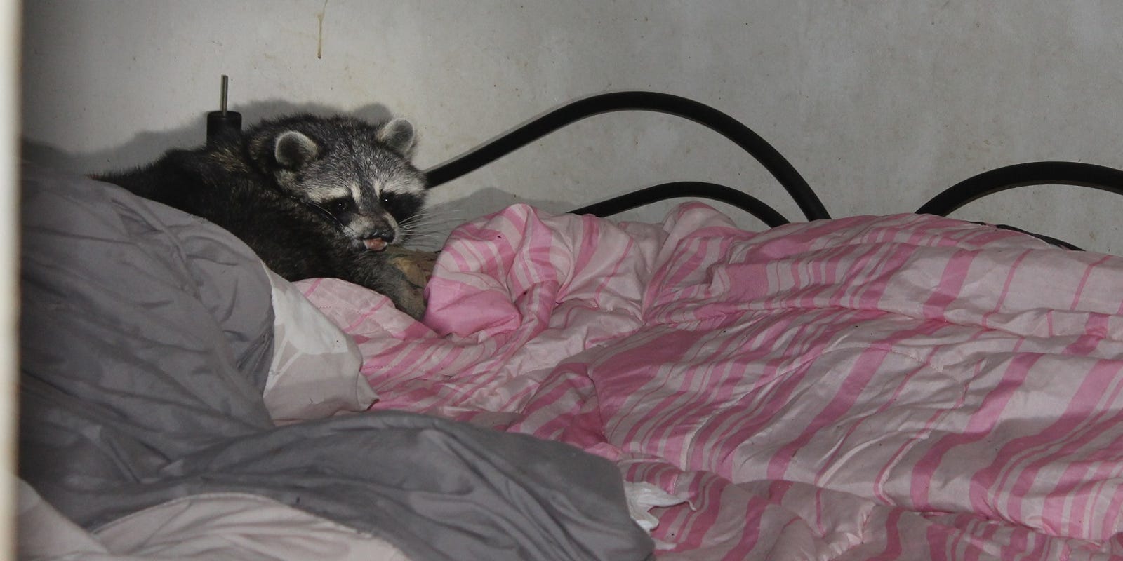 Autopsy: Drugs killed woman found with live raccoon