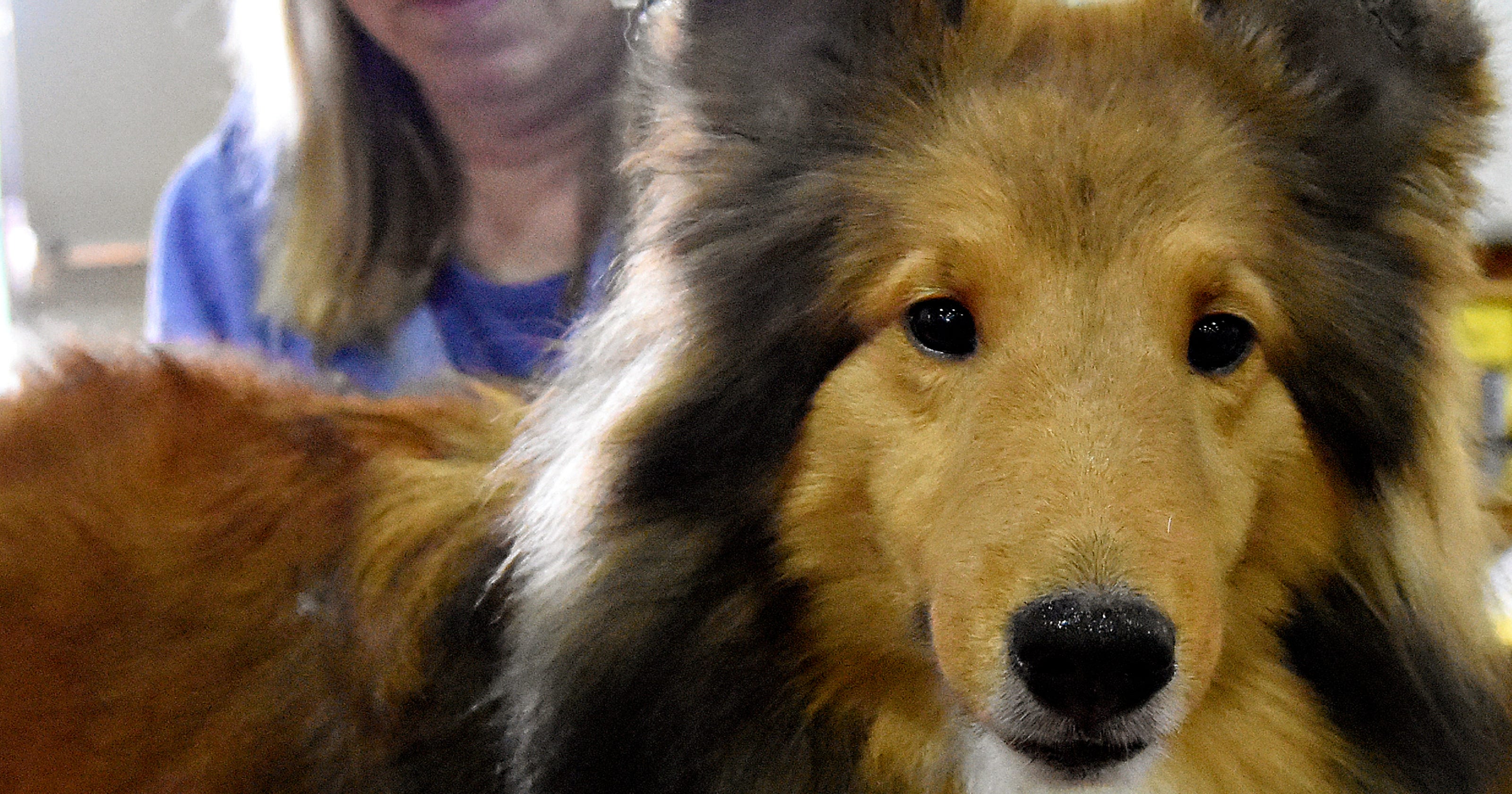 Celtic Classic Dog Show takes over York Fairgrounds