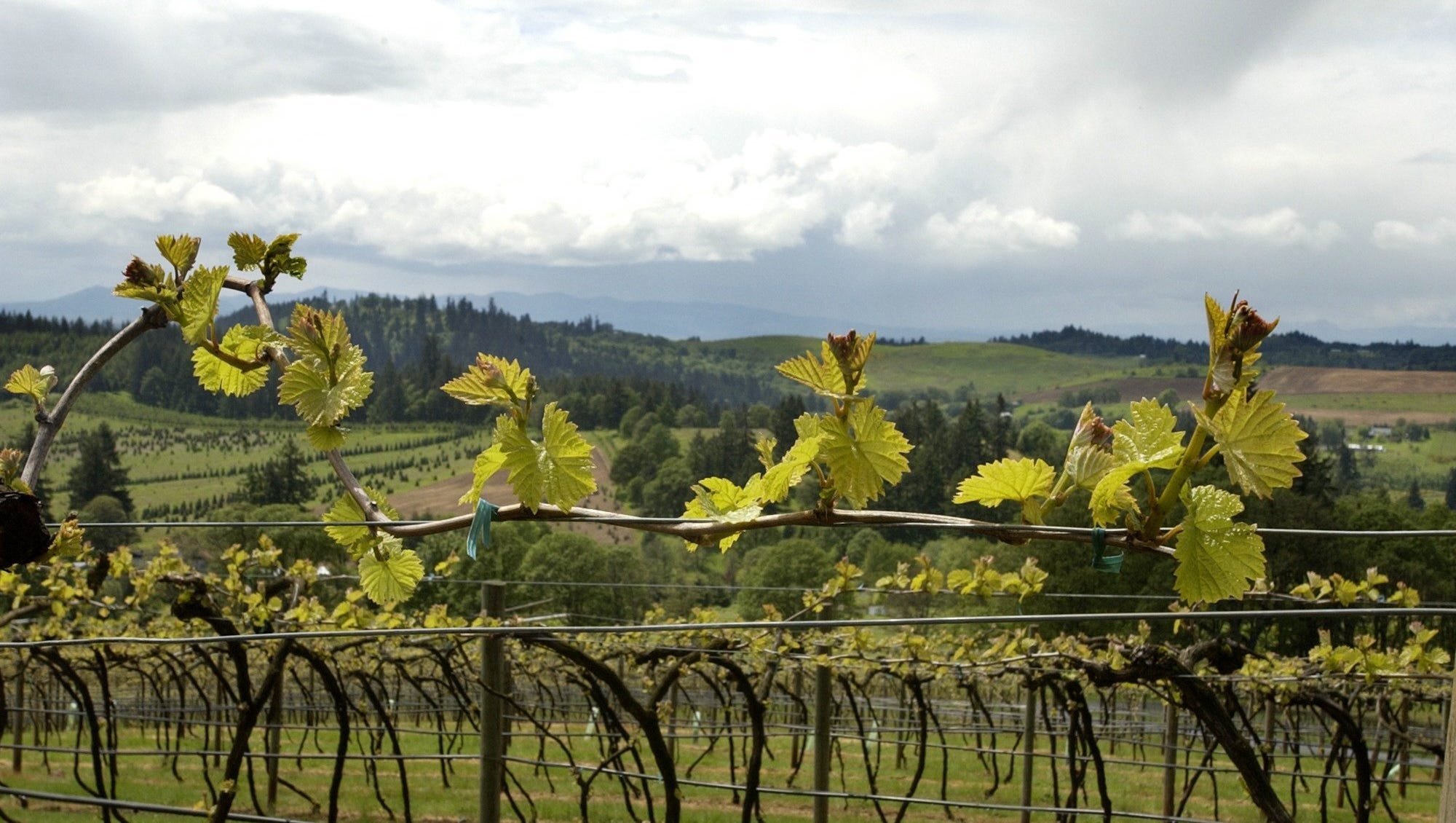 Mid-Willamette Valley bucket list: 20 things to do