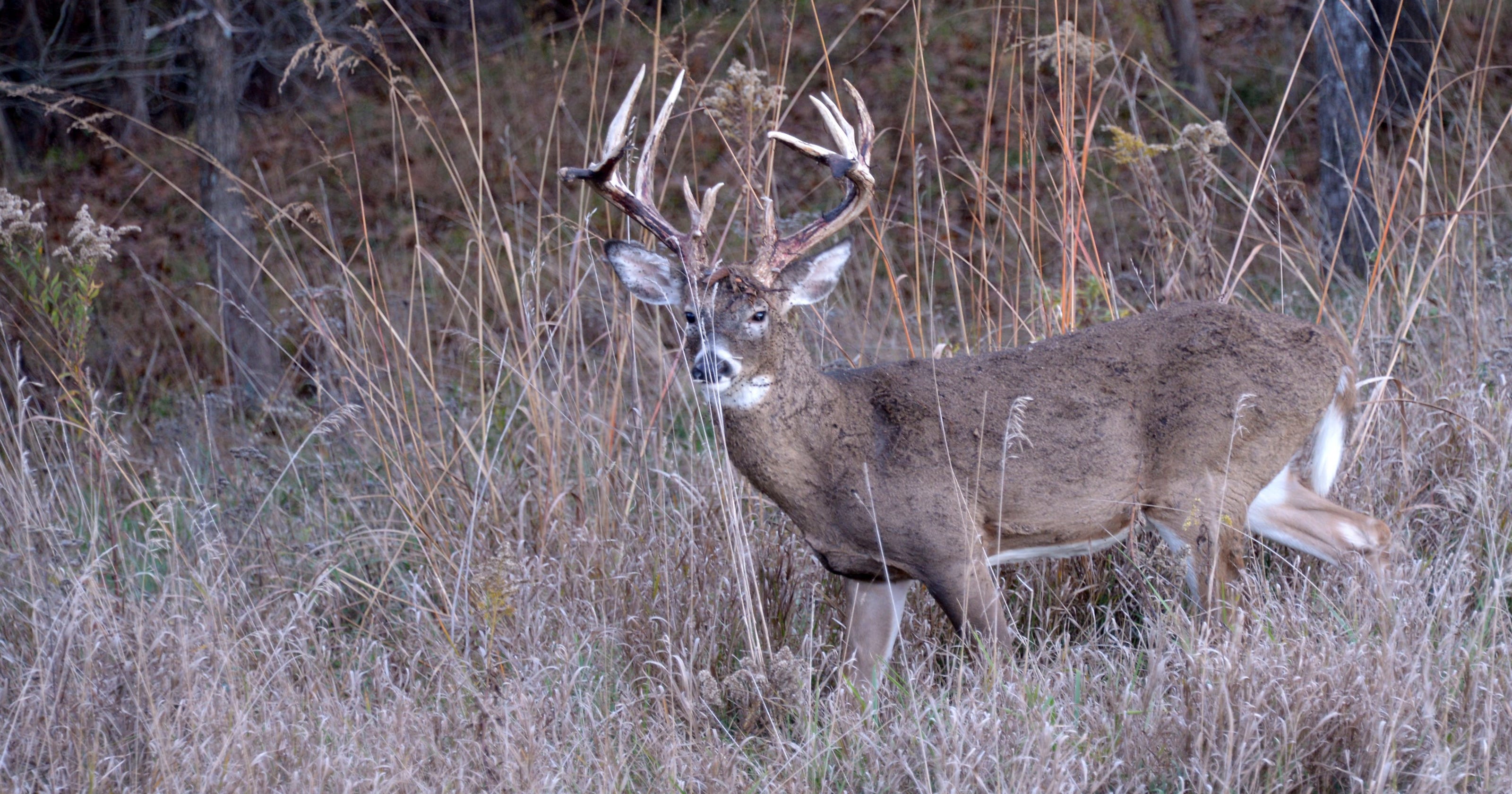 Chronic wasting disease: New cases highlight endemic apathy in Capitol