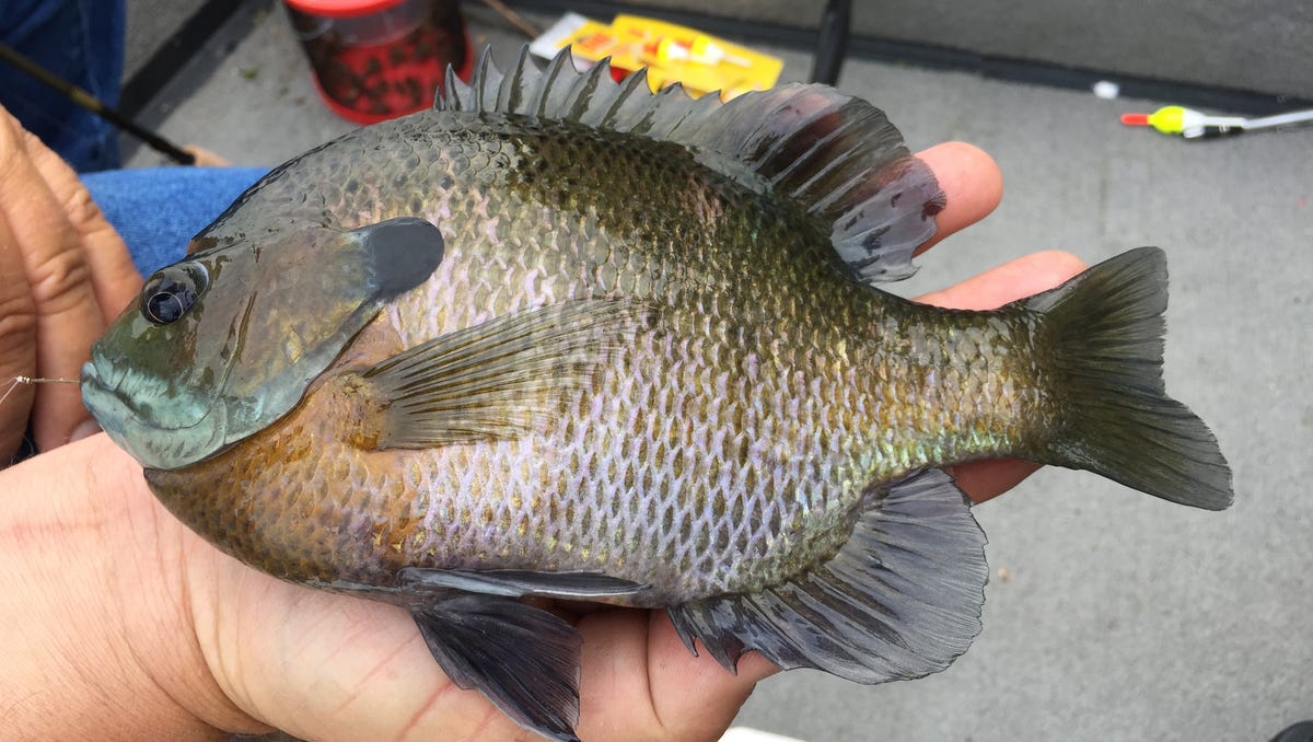 Easy to find and fun to catch, bluegill are America’s fish