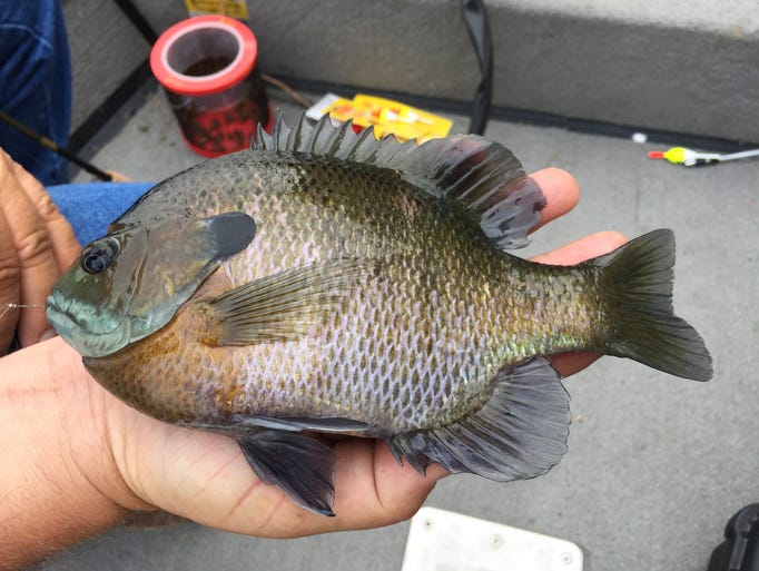 Easy to find and fun to catch, bluegill are America’s fish