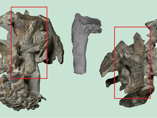 Giant penguin: Ancient fossil discovered in New Zealand