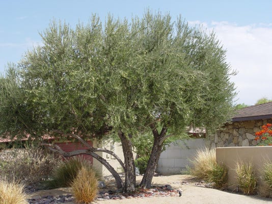 How to move your olive tree