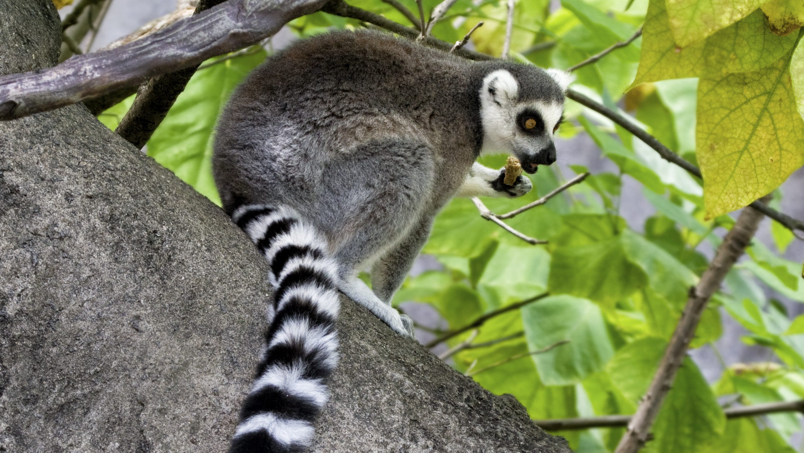 Bug-eyed lemurs dance into Hollywood spotlight