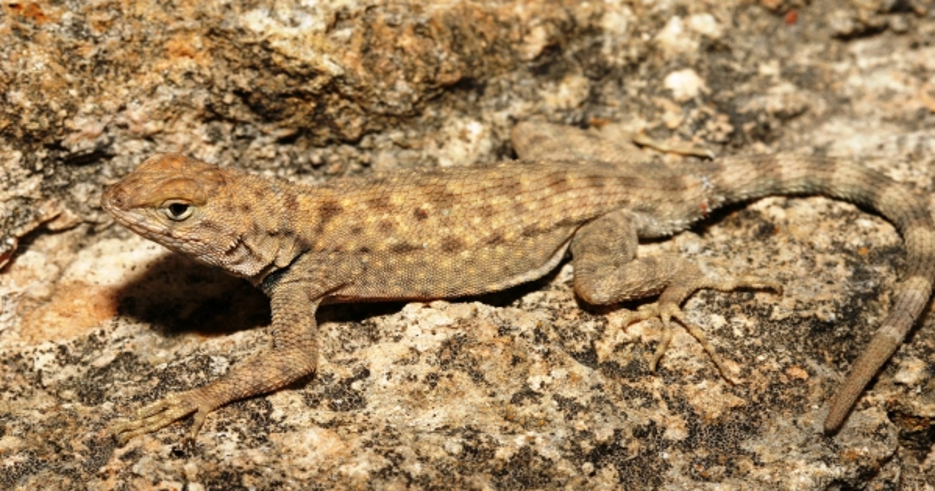 WILD ABOUT TEXAS: The Big Bend Canyon Lizard