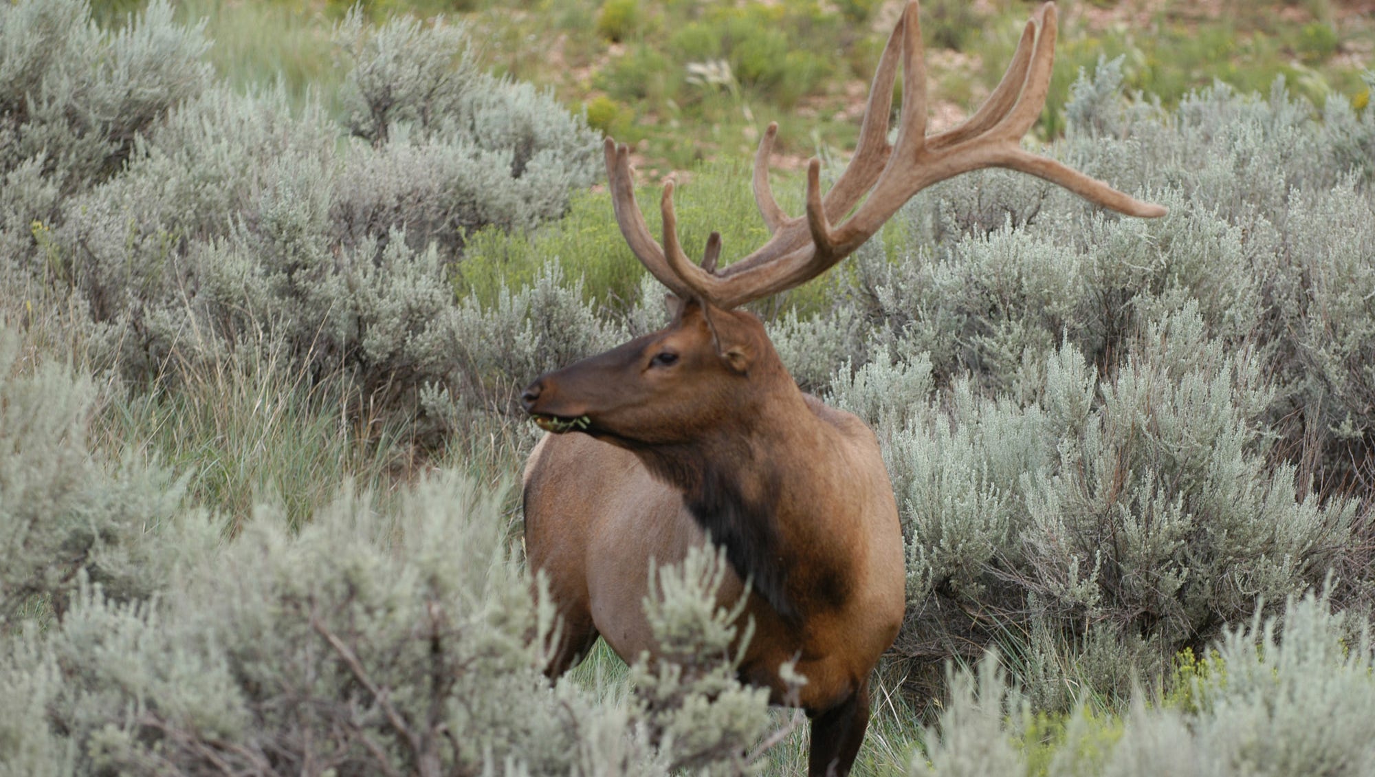 3 elk killed in eastern Arizona; officials seek poachers